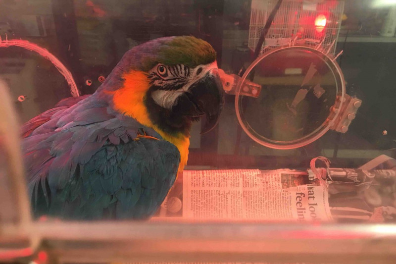 Sometimes abuse and neglect wins – Rickie’s Parrot Rescue and Sanctuary
